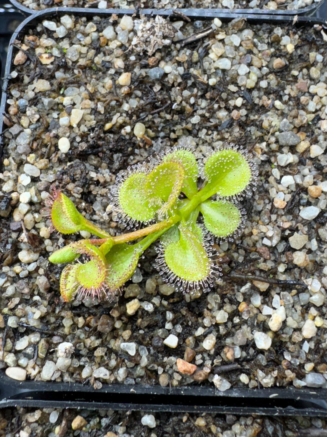 Drosera Rupicola Green Form. Tuberous Winter Growing Sundew. Potted - Etsy