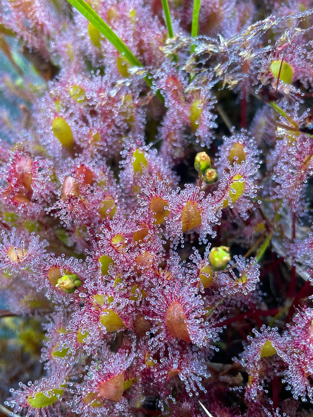 Drosera Anglica Sundew - Etsy