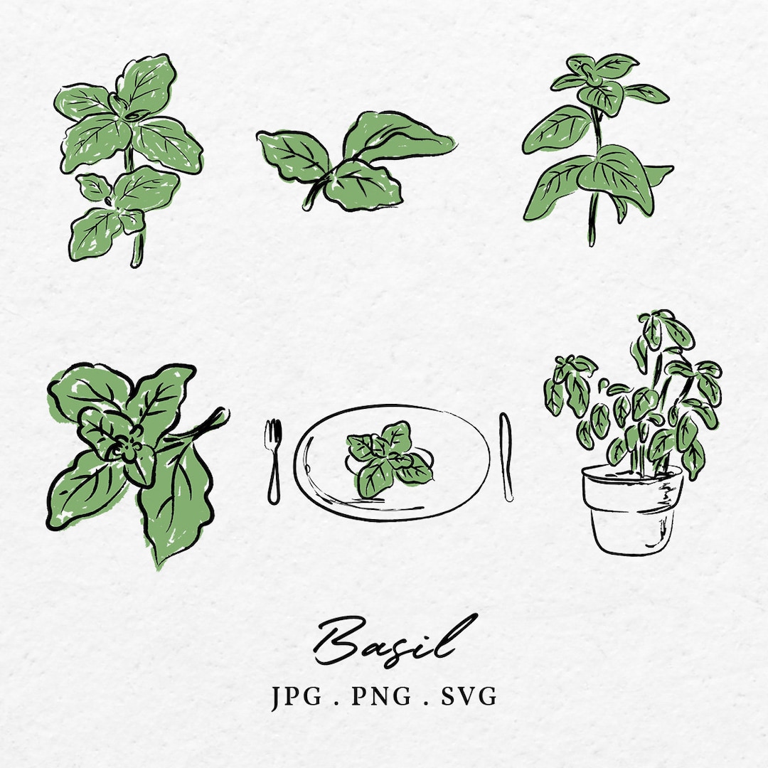 Hand Drawn Basil Herb Illustration Clip Art SVG PNG - Whimsical Doodle ...