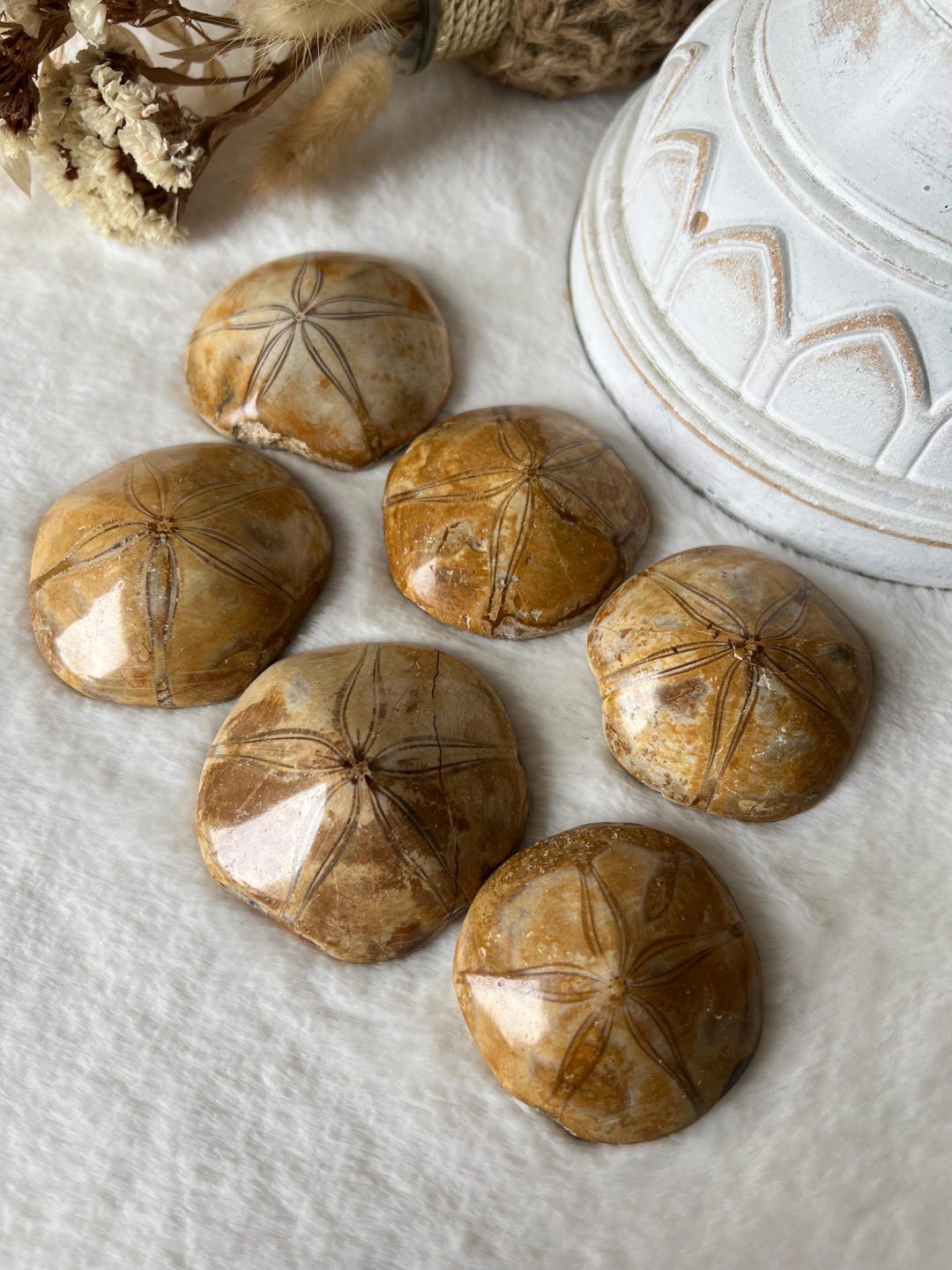 Sea Urchin Fossils - Etsy