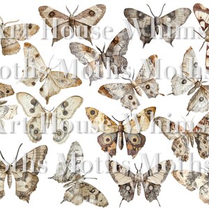 Neutral Paper Moths Clipart: Vintage Entomology PNG (digital Art) - Etsy