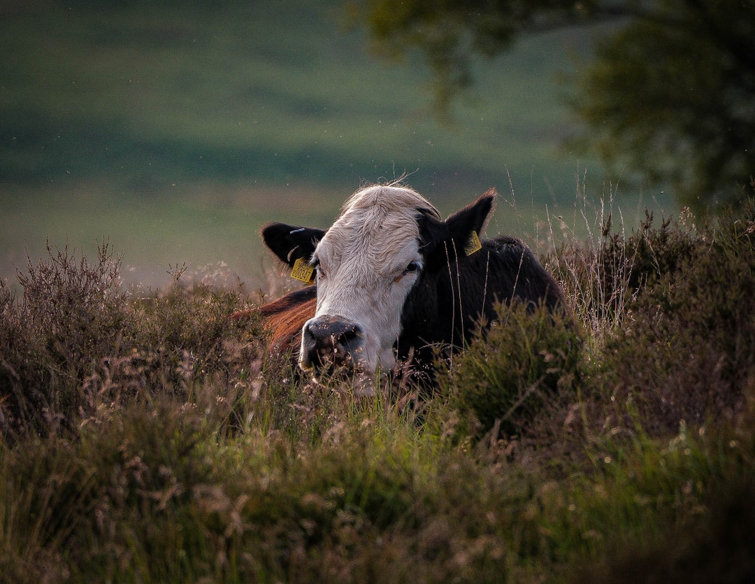 Its Hard Work 'ont Moors Stunning Cow Shot Perfect for - Etsy