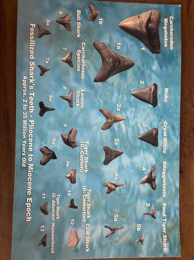 Sharks Tooth/shell Coasters (clear, Blue, Sand, All Black) - Etsy