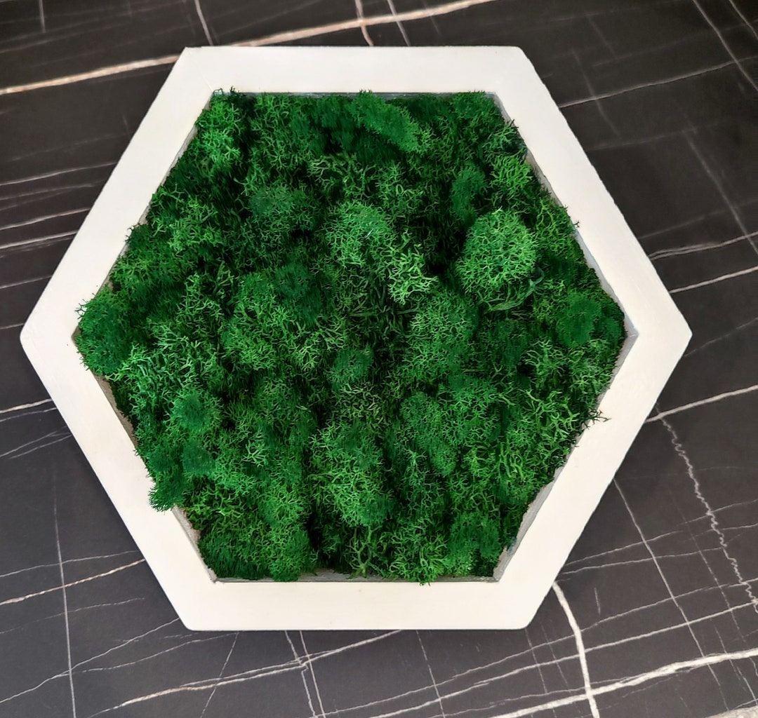 Natural Moss Hexagon Wall Panel / Moss Wall Art / Wood Hexagon - Etsy