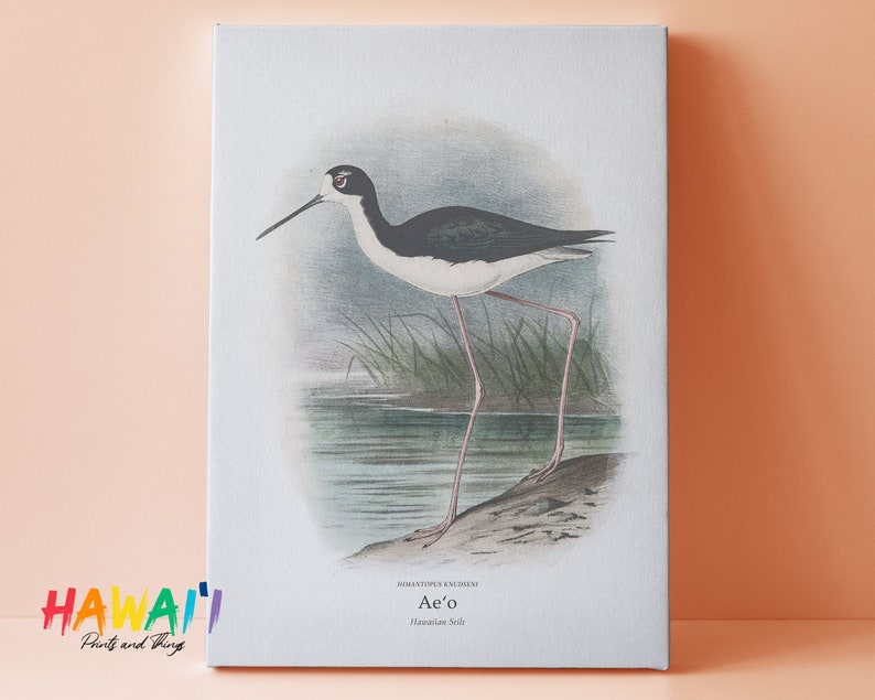 Vintage Print of Aeo Hawaiian Stilt Bird Illustration on Thin Canvas - Etsy