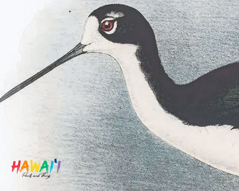 Vintage Print of Aeo Hawaiian Stilt Bird Illustration on Thin Canvas - Etsy