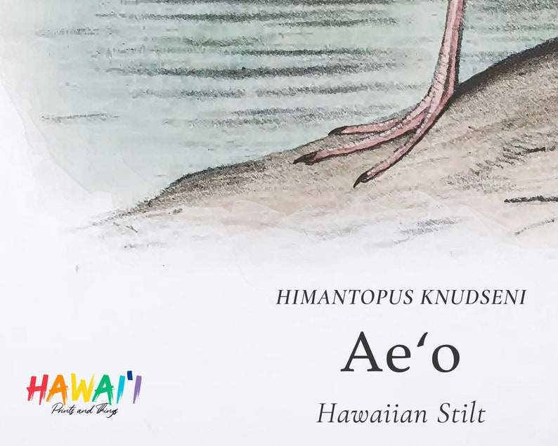 Vintage Print of Aeo Hawaiian Stilt Bird Illustration on Thin Canvas - Etsy