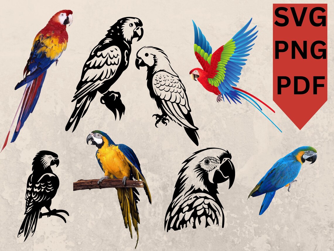Bird Svg, Tropical Clipart, Exotic Bird Svg, Parrot PNG, Parrot SVG ...