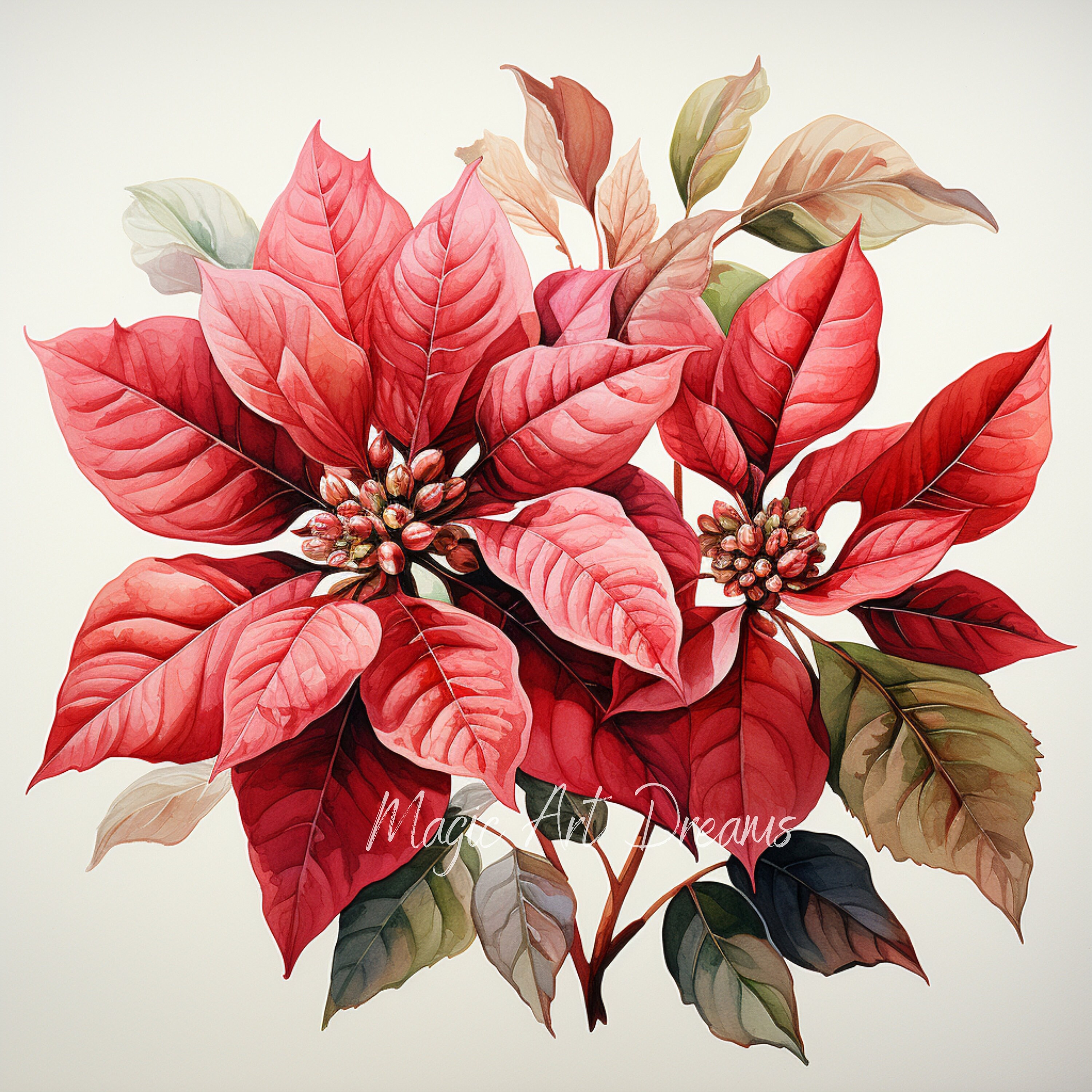 Watercolor Christmas Poinsettia Clipart, 13 Jpgs Download, Winter Red ...