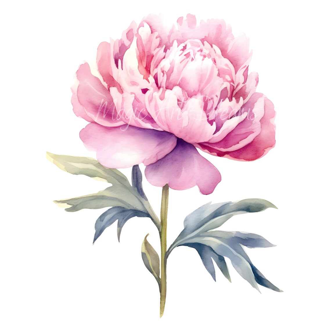 Watercolor Pink Peonies Clipart, Flowers, 13 Jpgs Download, Not ...