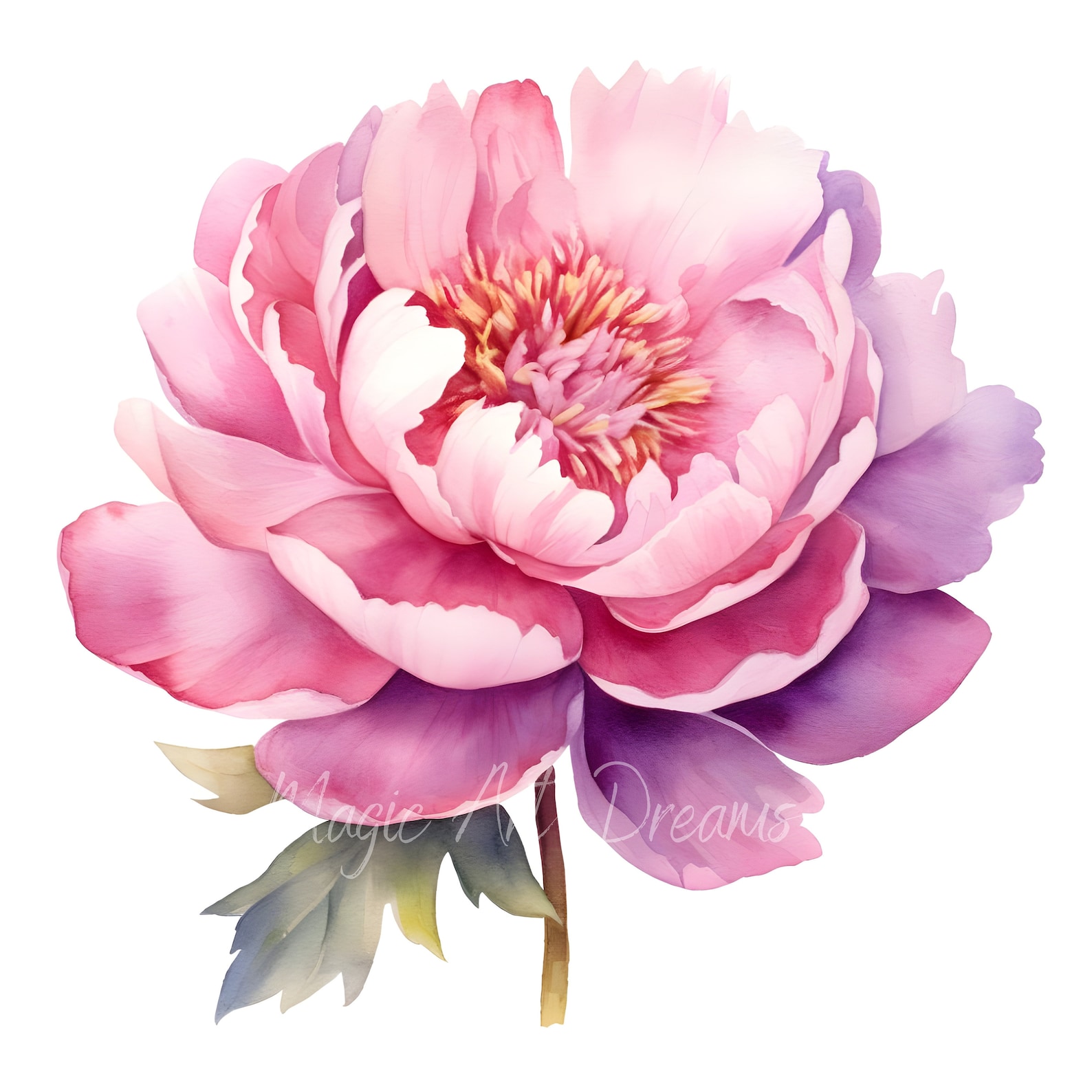 Watercolor Pink Peonies Clipart, Flowers, 13 Jpgs Download, Not ...