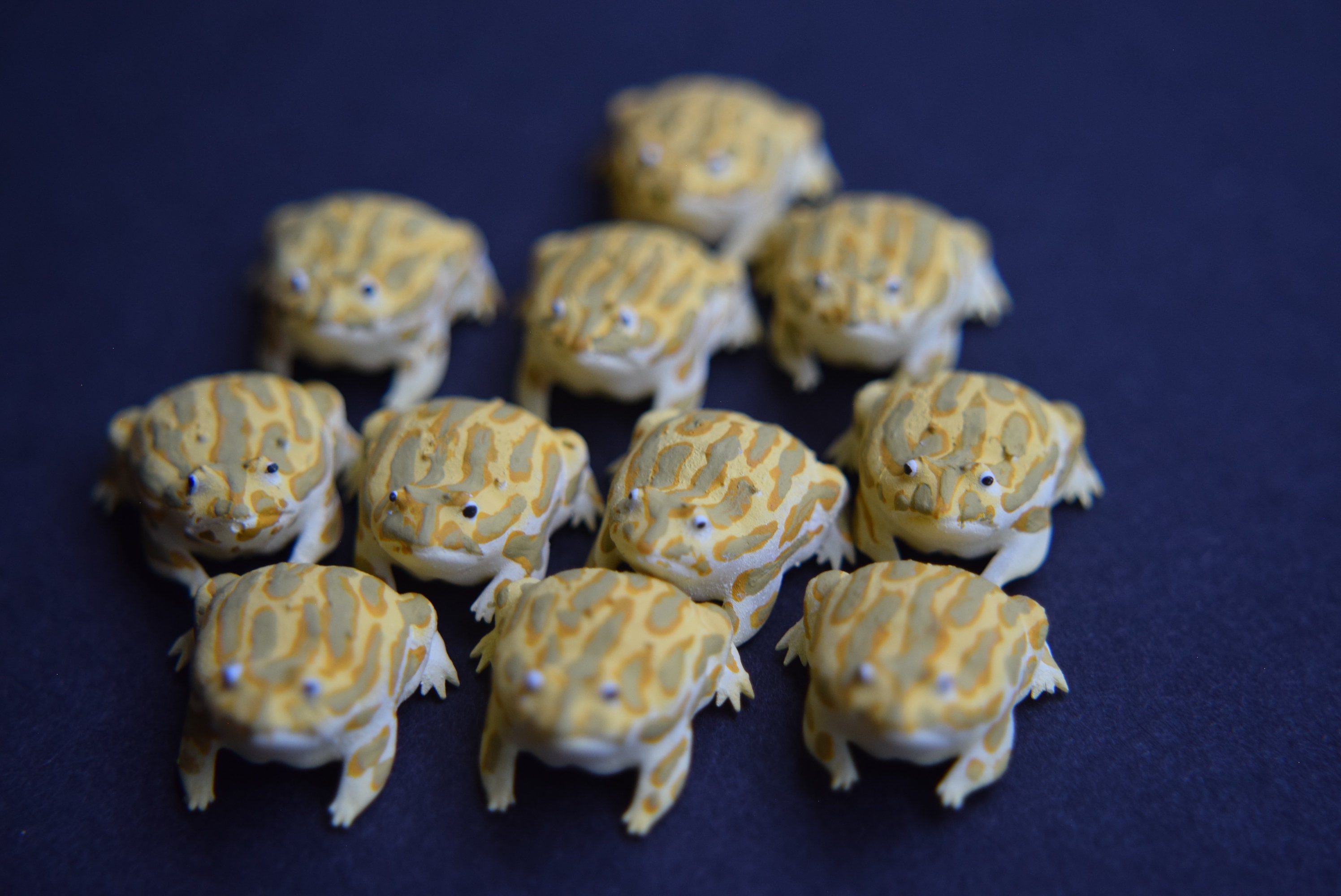 Tiny Pacman South American Horned Frog - Etsy