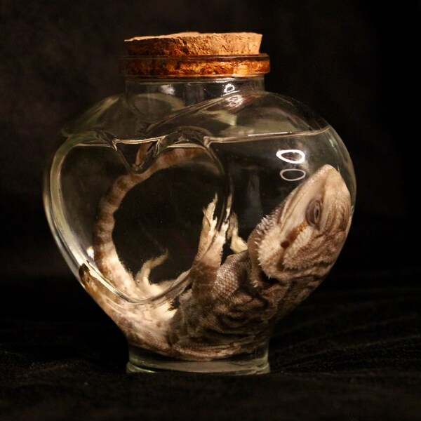Wet Specimens - Etsy