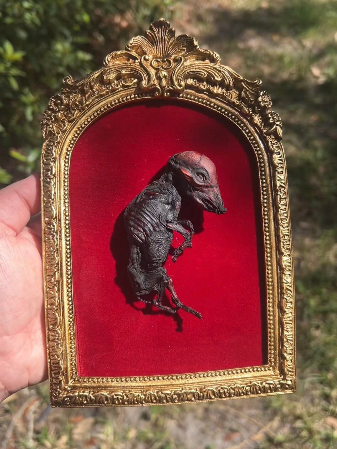 Mummified Fetal Pig in Ornate Frame - Etsy