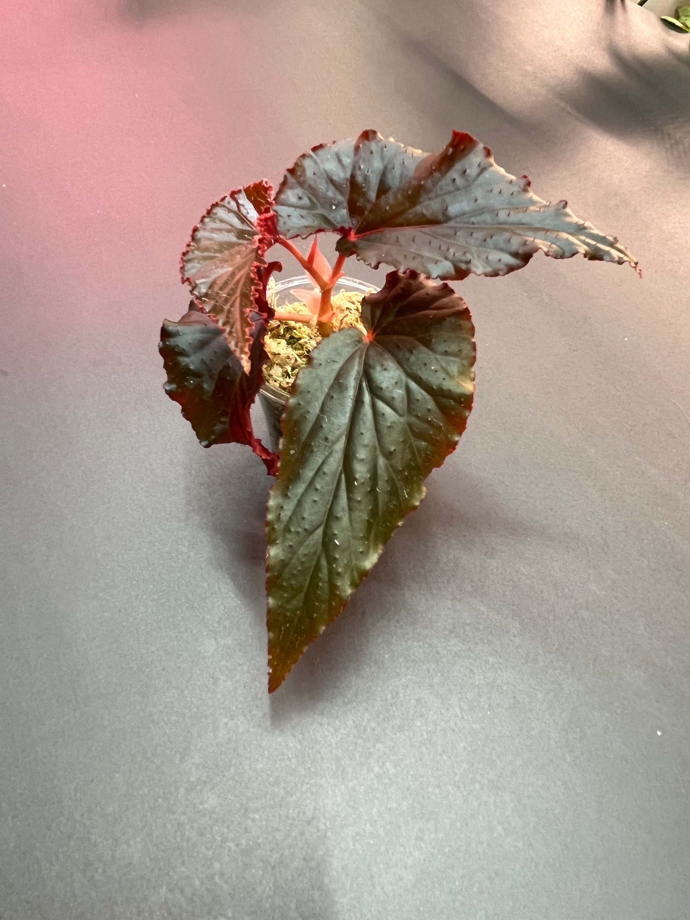 Begonia Arabian Sunset Black Magic Please Read Description - Etsy