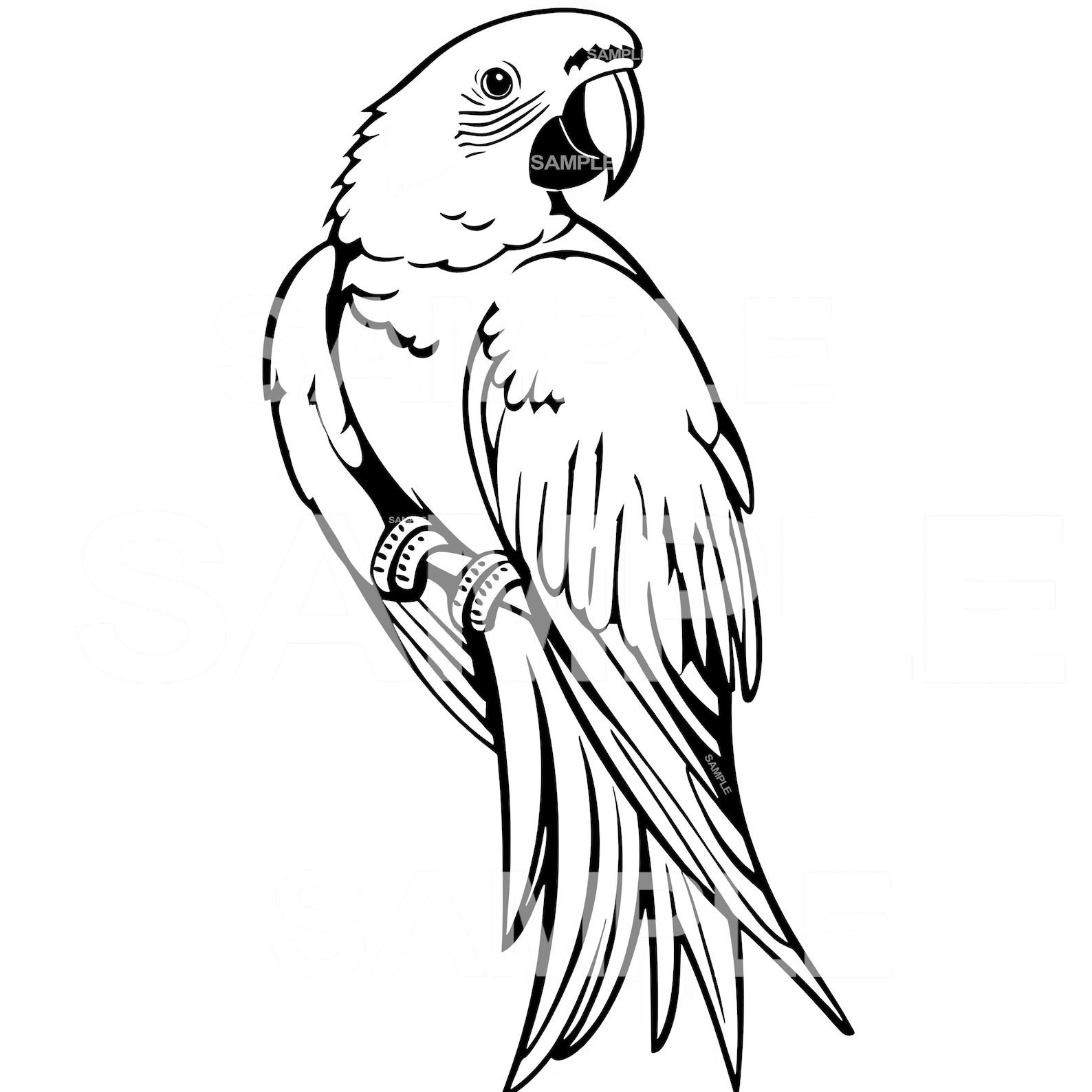 Colorful Parrot Clipart: PNG Image, Line Art (digital Download) - Etsy