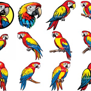 12 Macaw Parrots Clipart - Colorful Parrot Clipart- PNG Image for ...