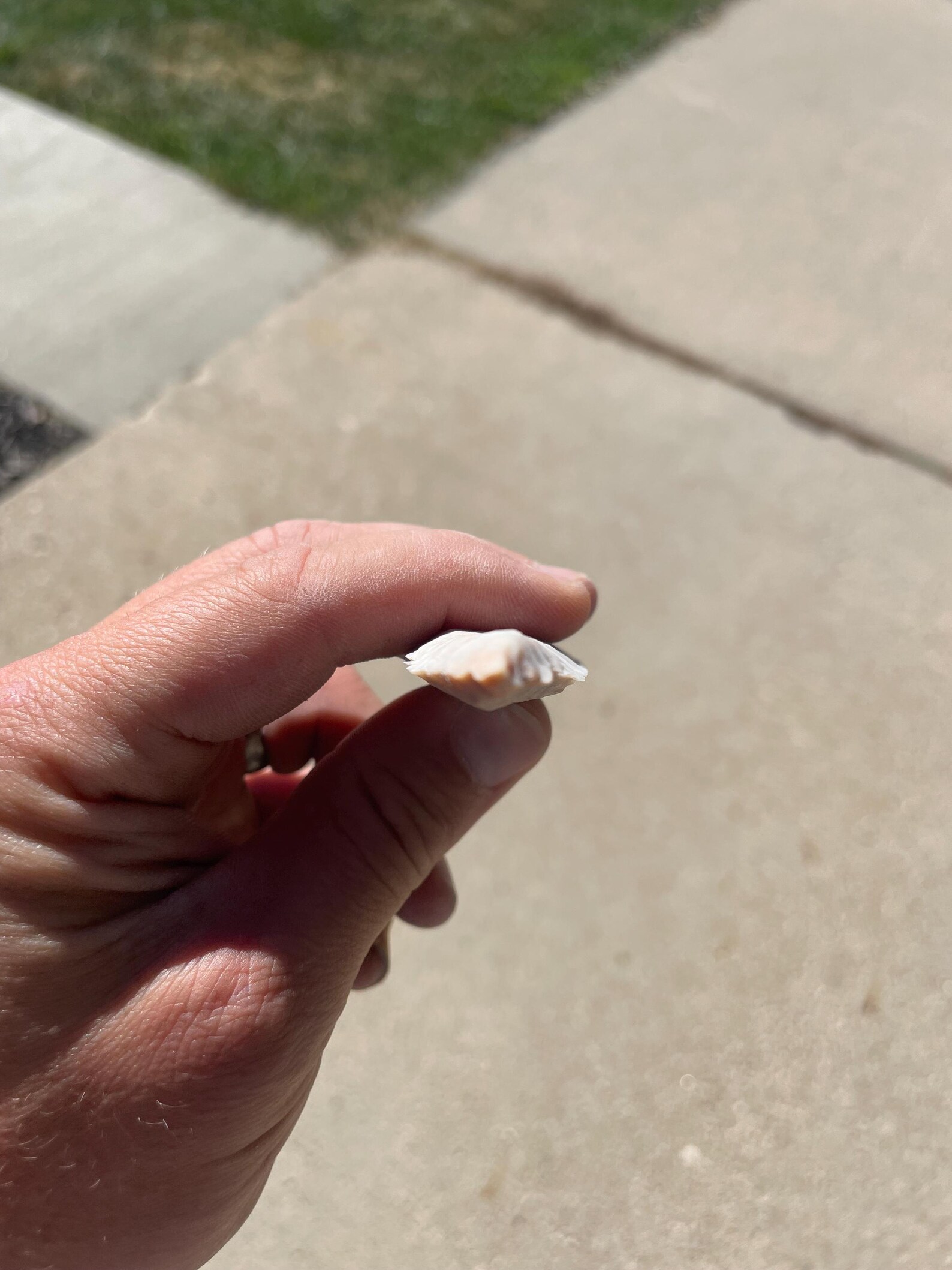 Arrowhead Point Dalton Serrated - Stone Arrowhead - Flintknapped ...