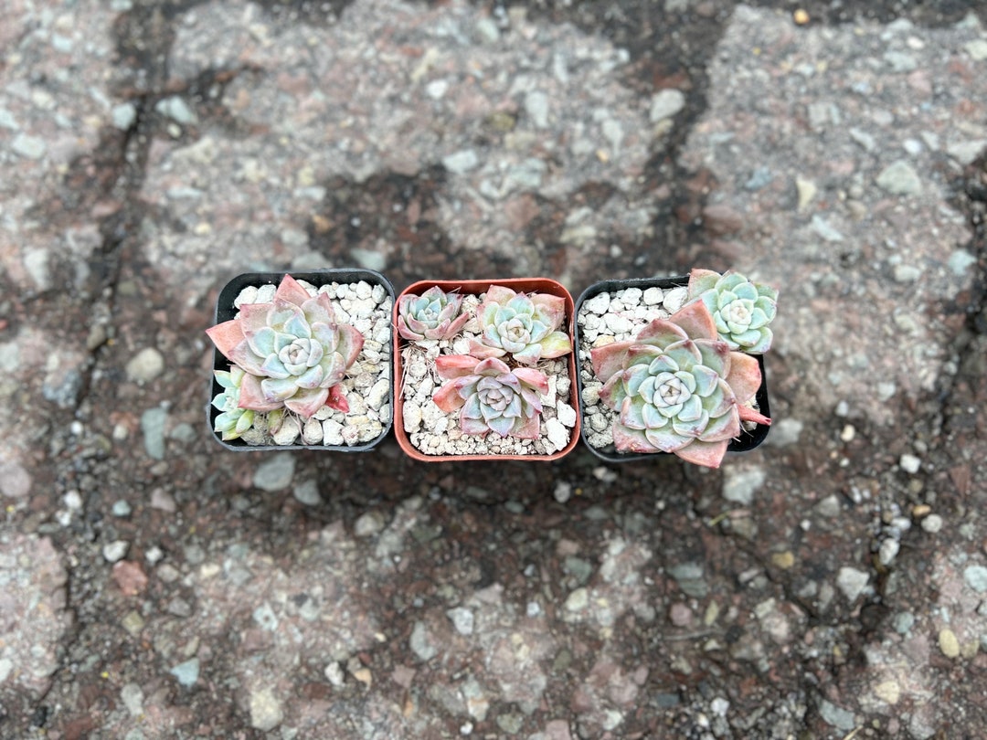Echeveria Pink Wave Point, Live Succulent Plant - Etsy