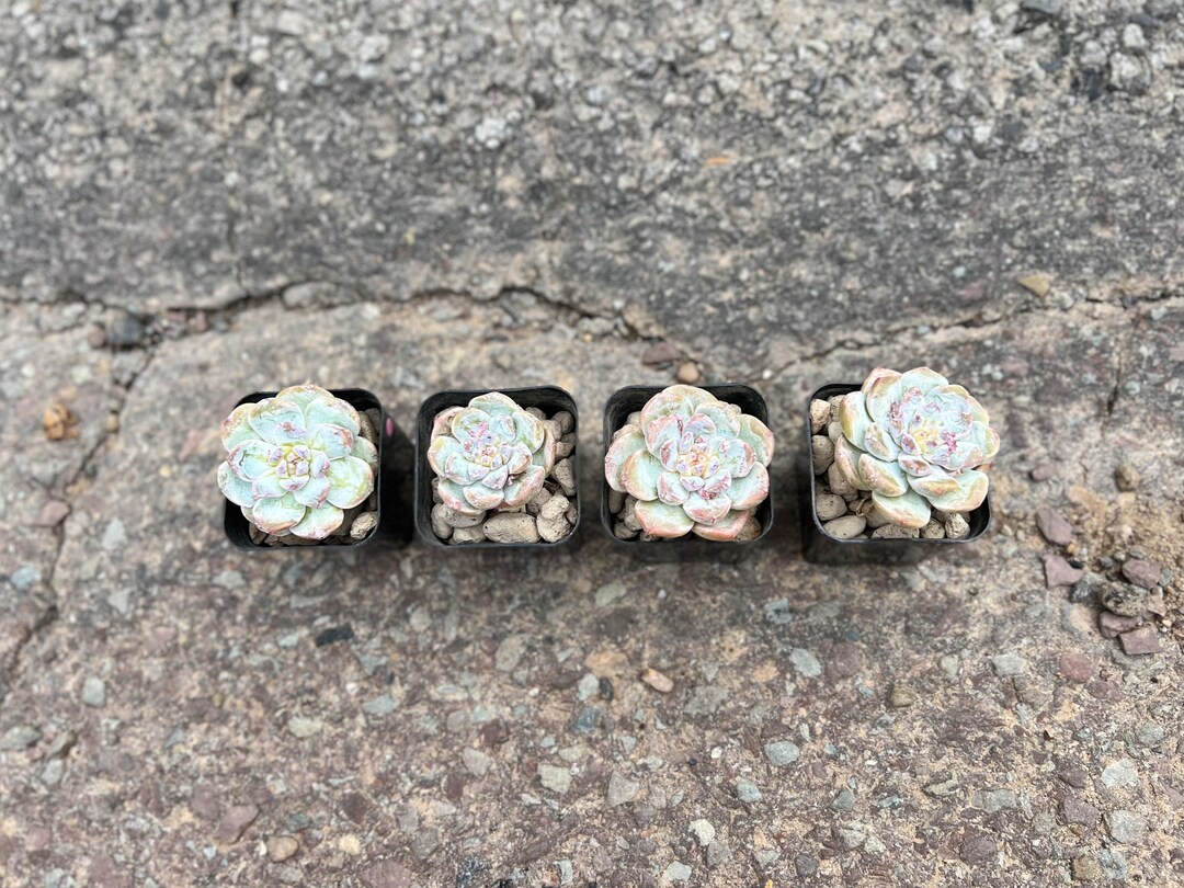 Echeveria Orange Sticky Rice, Live Succulent Plant - Etsy