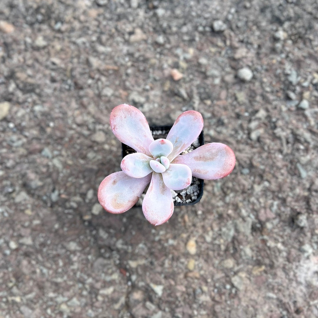 Graptoveria Lala Live Succulent Plant - Etsy