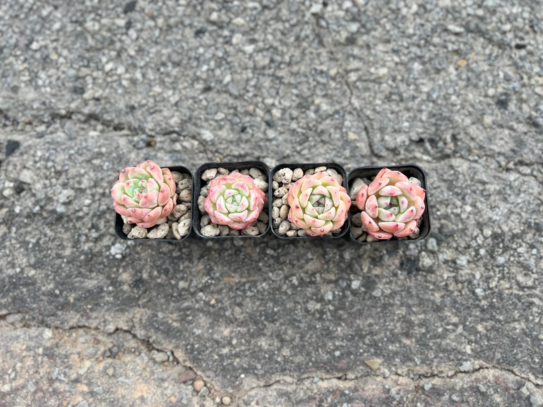 Echeveria White Crystal Rose, Live Succulent Plant - Etsy