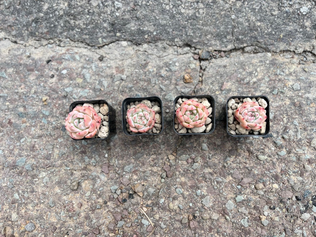 Echeveria Ji Meng, Live Succulent Plant - Etsy