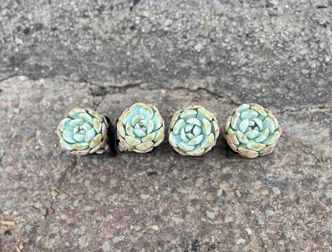 Echeveria Fish Scales, Live Succulent Plant - Etsy