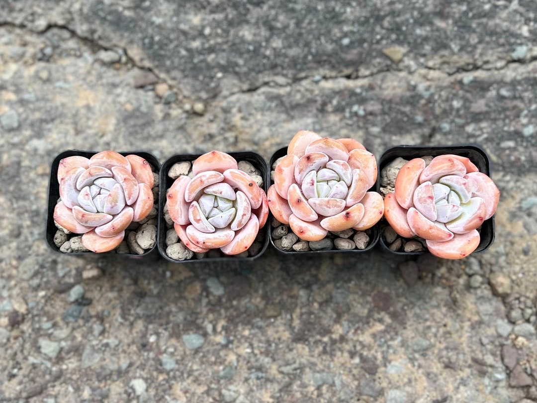 Echeveria Fragrance, Live Succulent Plant - Etsy