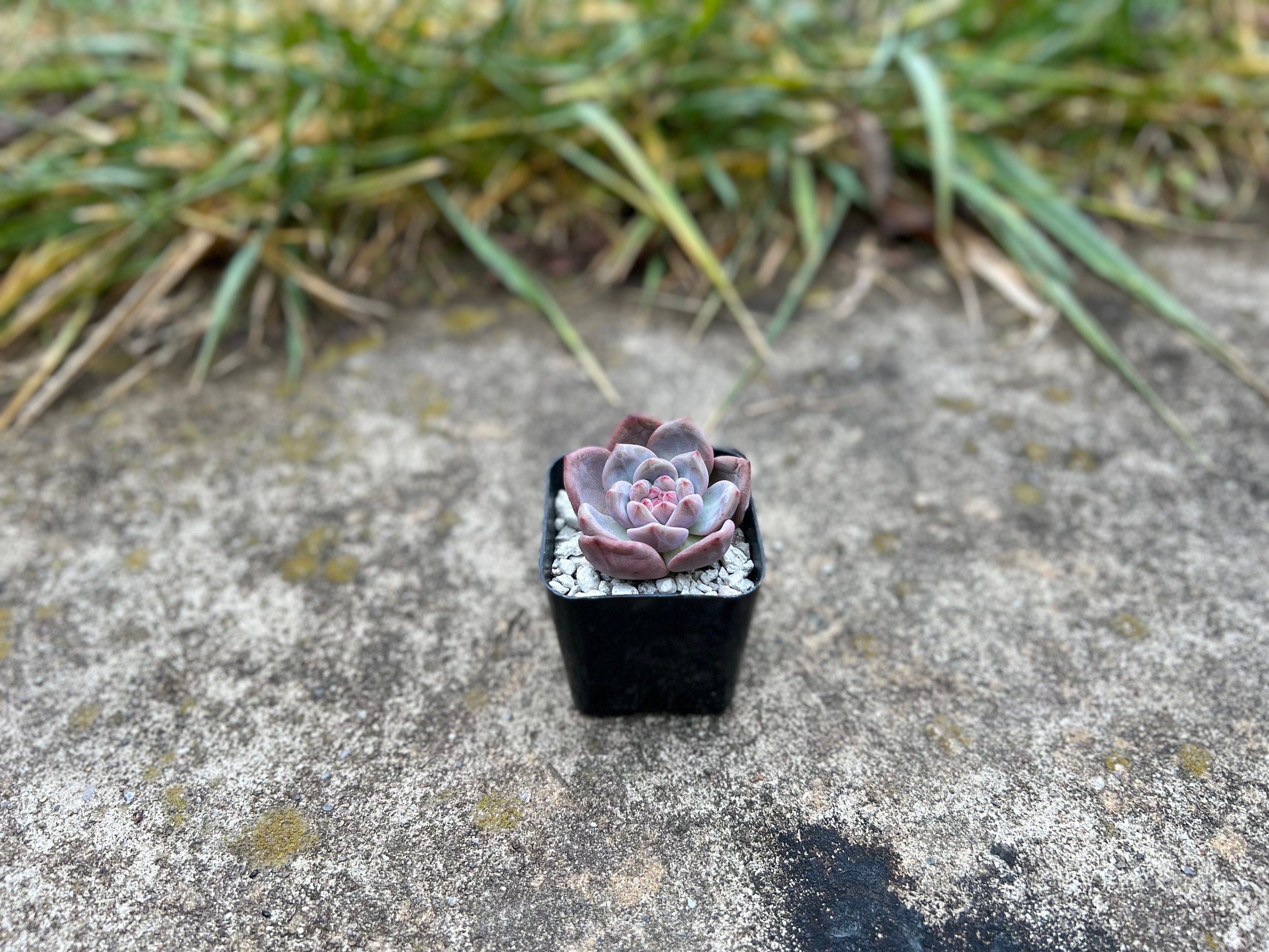 Echeveria Ariel Live Succulent Plant - Etsy