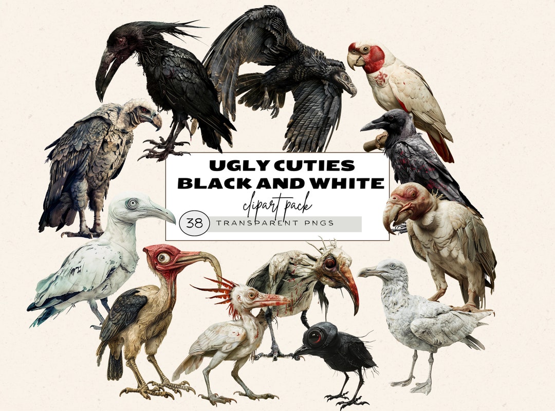 Quirky Bird Clipart, Coastal Birds, Ugly Scary Birds Illustrations ...