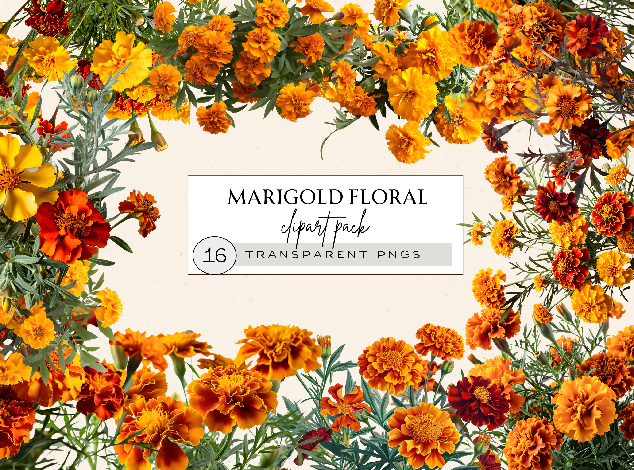 Marigold Clipart, Marigold Flower, Marigold Flowers Png, Marigold ...