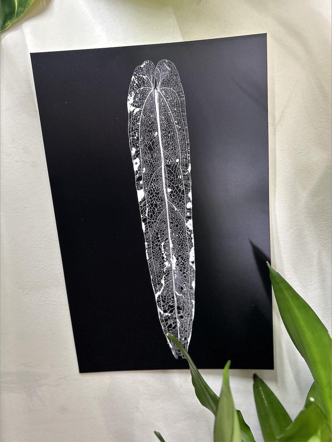 Anthurium Warocqueanum Narrow Form - Print - Etsy