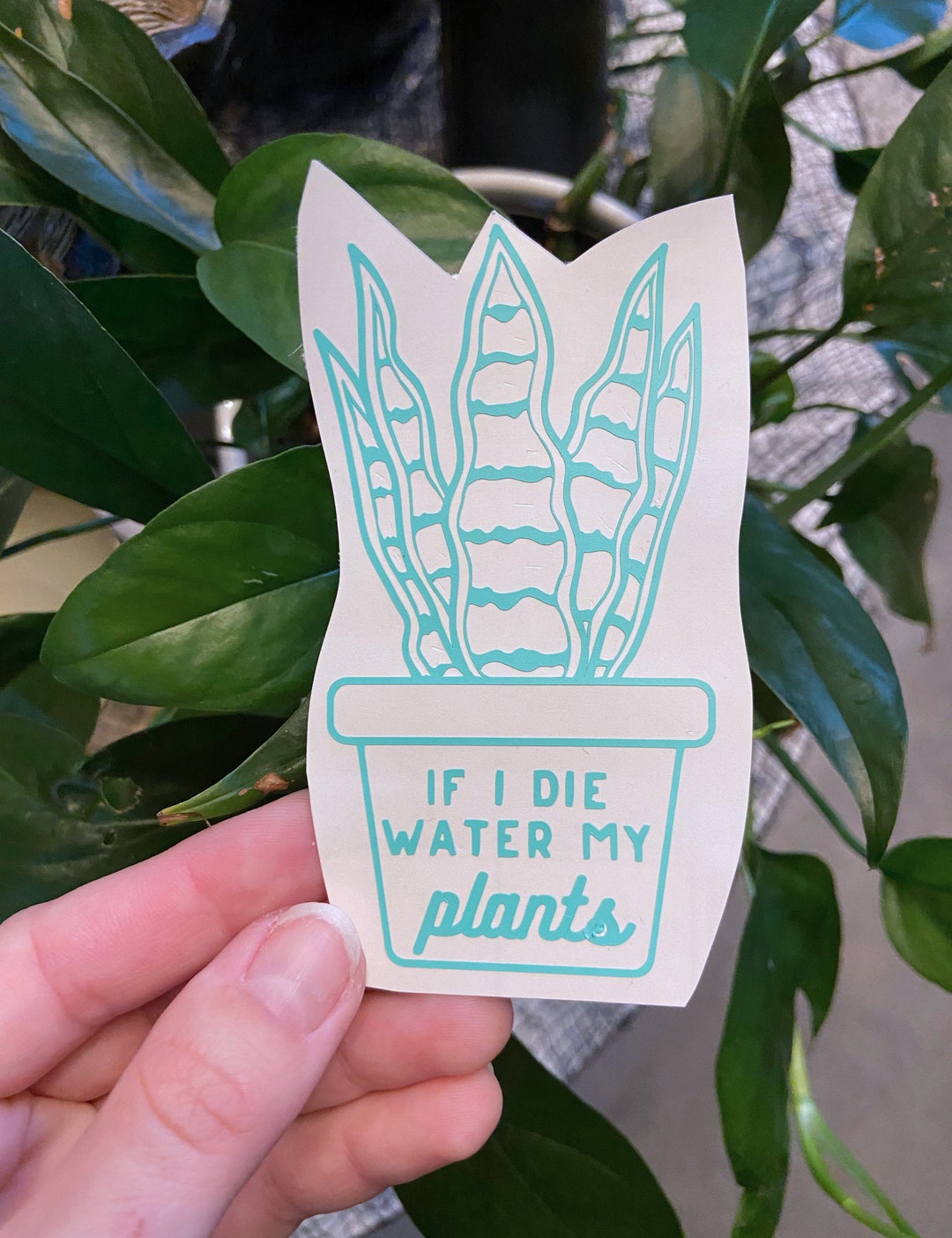 Snake Plant Vinyl Sticker If I Die Water My Plants Plant Care Reminder ...