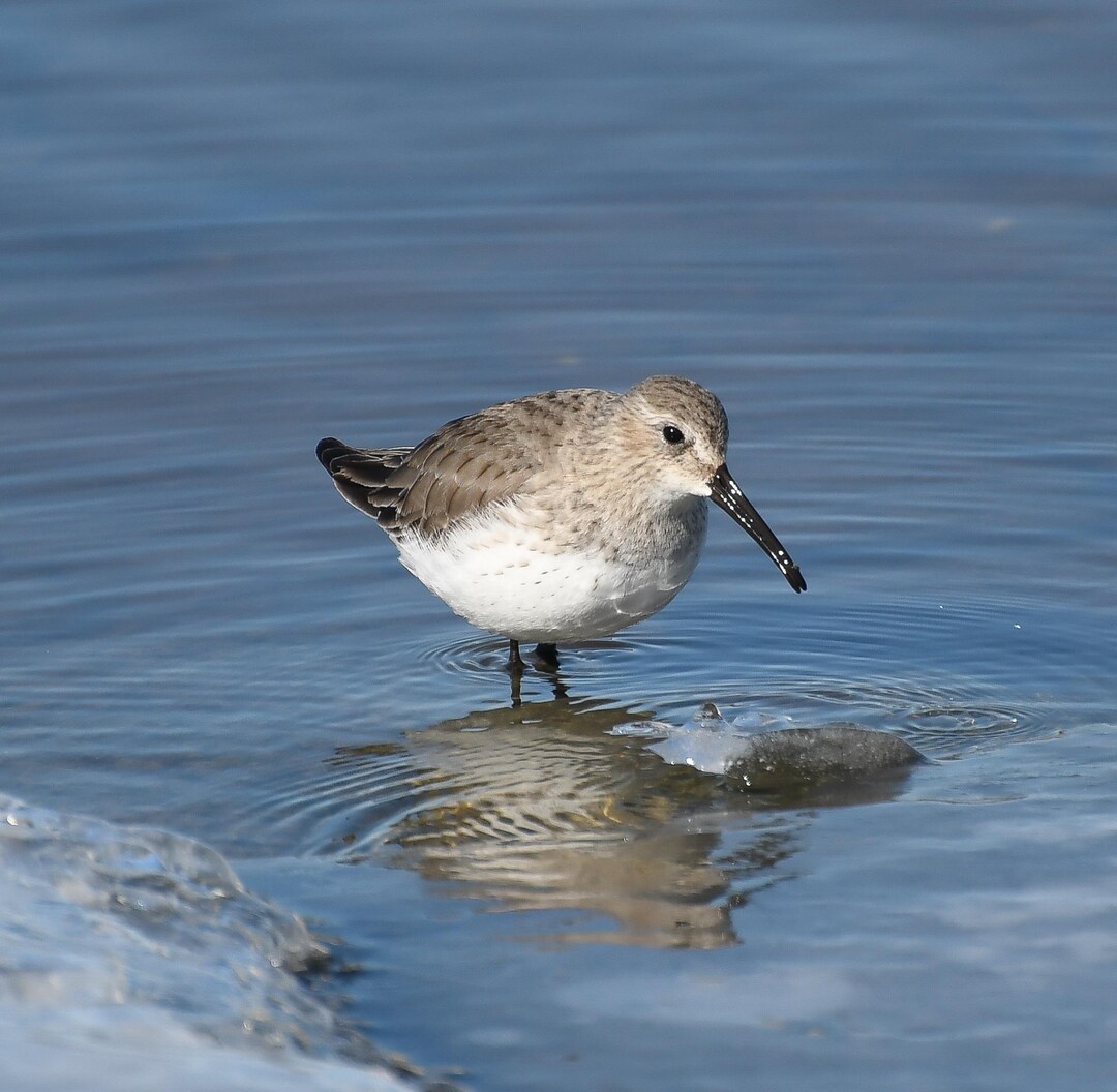 Dunlin. Bird Photograph, Digital Download. - Etsy
