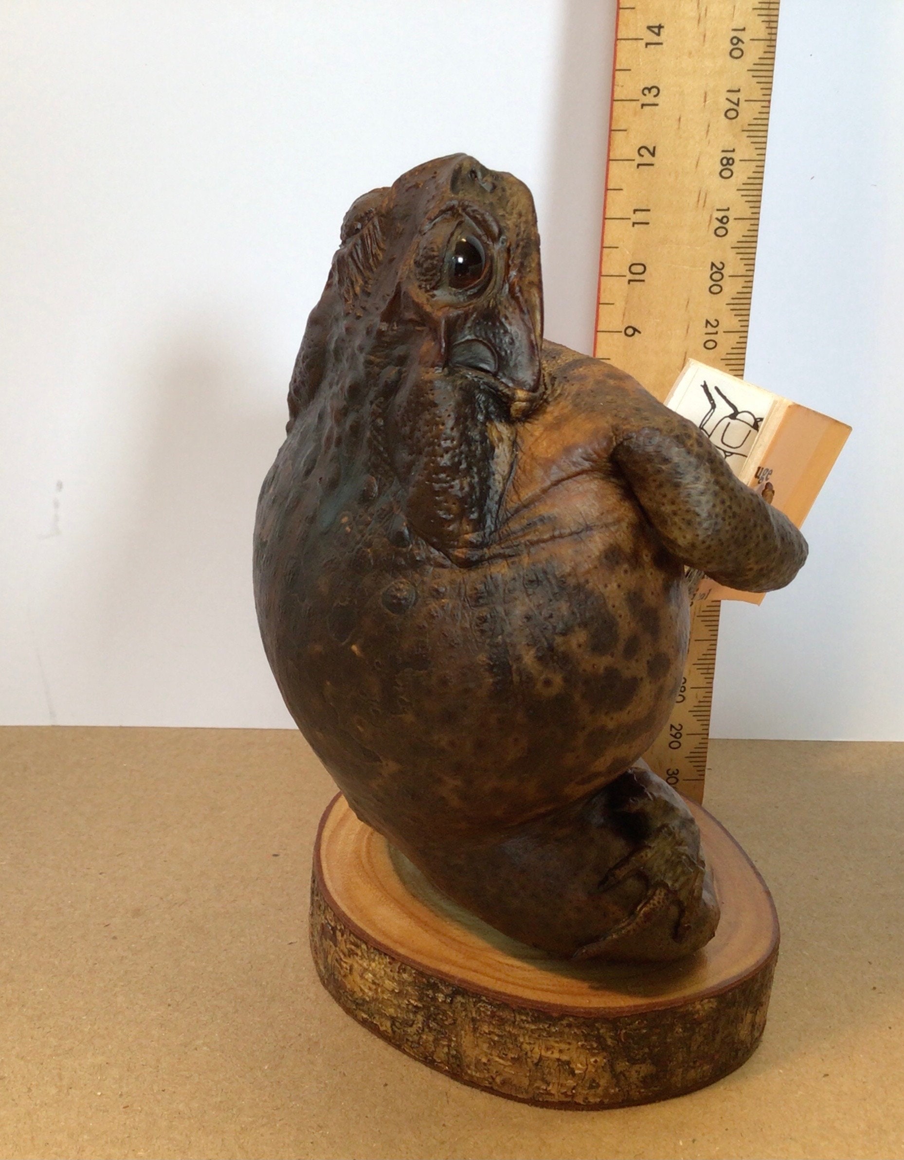 Taxidermy Cane Toad - Etsy