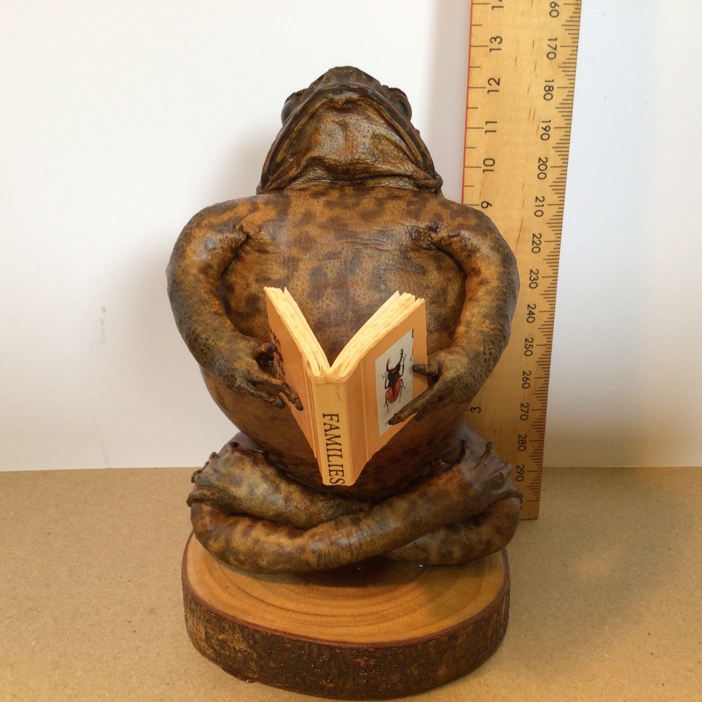 Taxidermy Cane Toad - Etsy