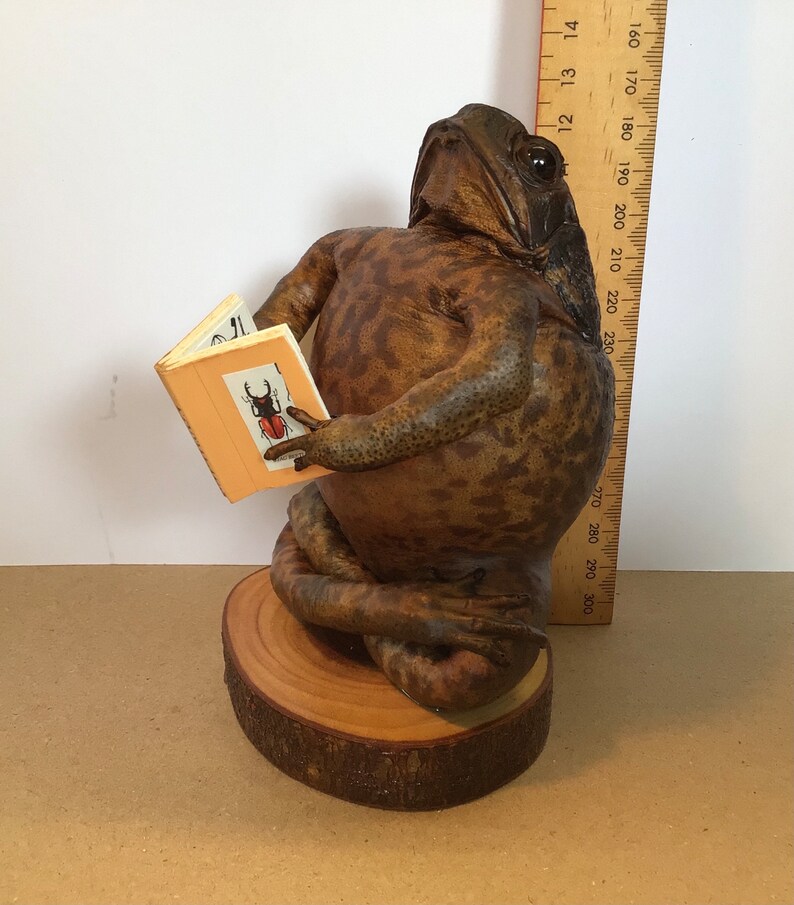 Taxidermy Cane Toad - Etsy
