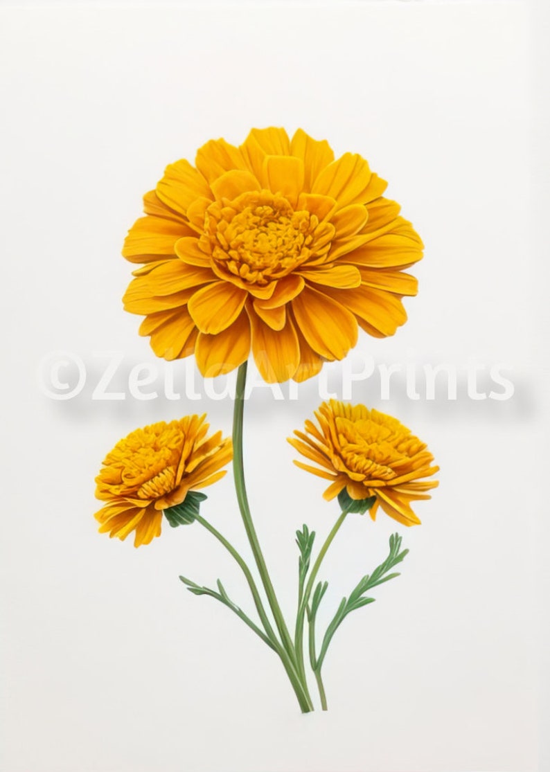 Marigolds Wall Art, Printable Marigold Illustration, Marigold Flowers ...