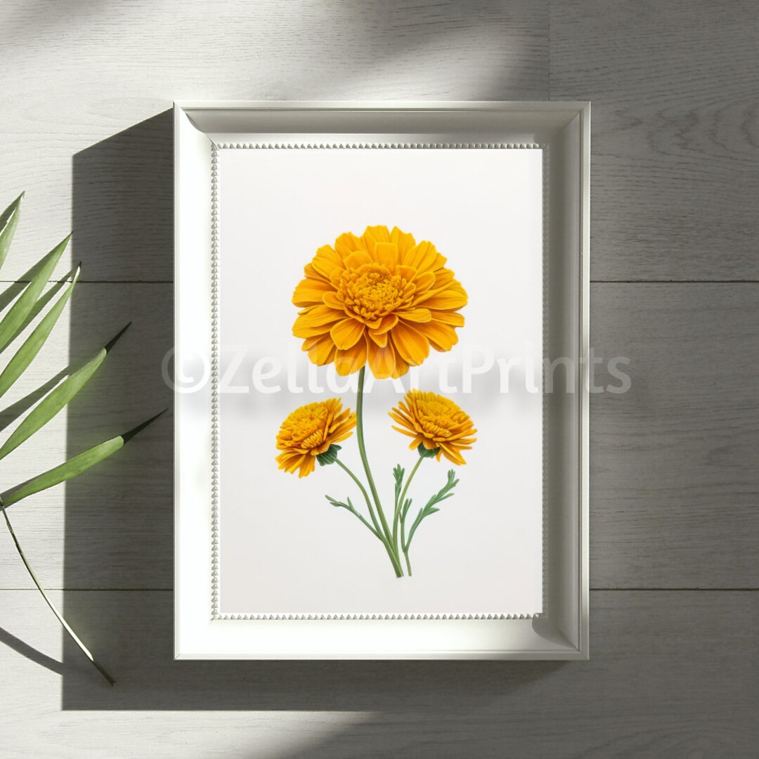 Marigolds Wall Art, Printable Marigold Illustration, Marigold Flowers ...