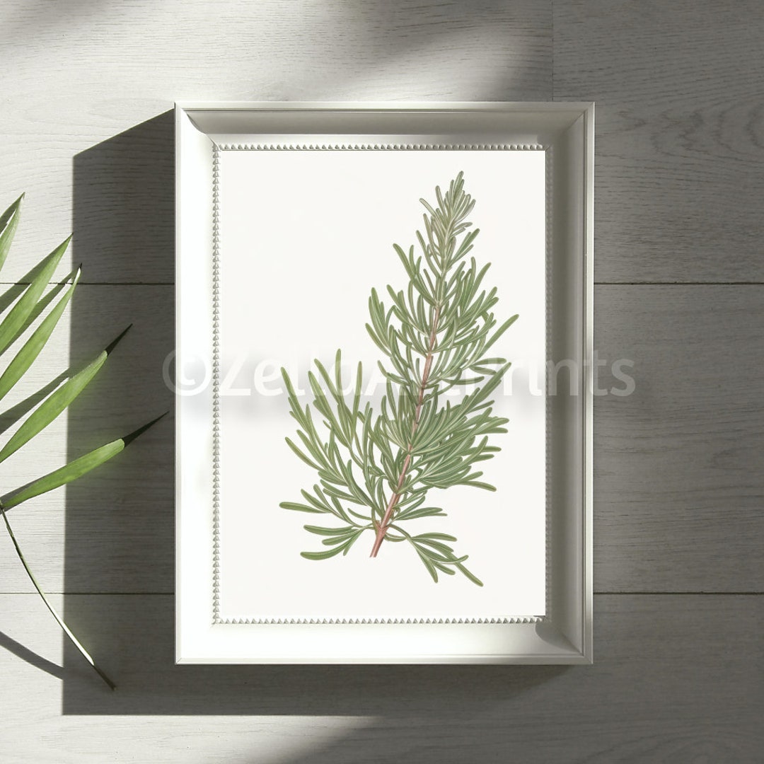 Rosemary Wall Art, Printable Rosemary, Herb Illustration, Modern Home ...
