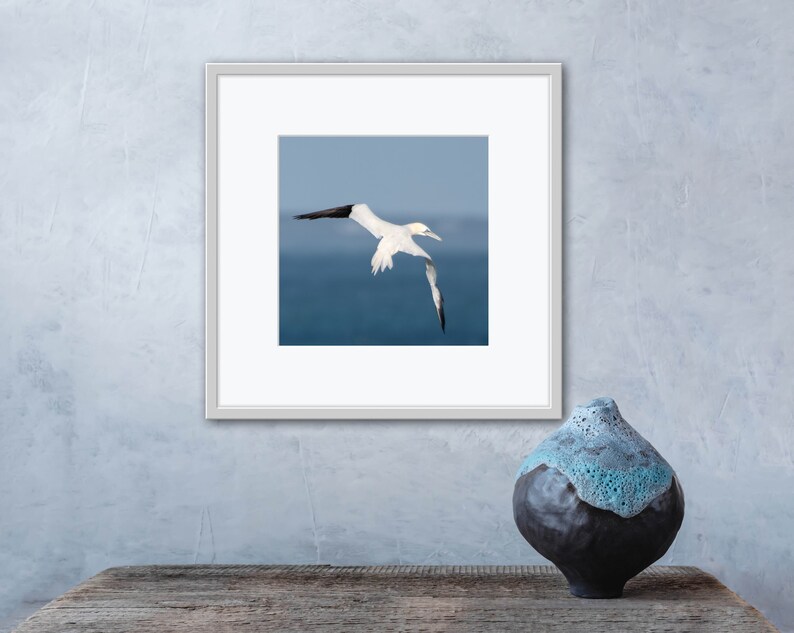 Gannet in Flight Digital Download JPEG Square 6000x6000 7.6MB File to ...