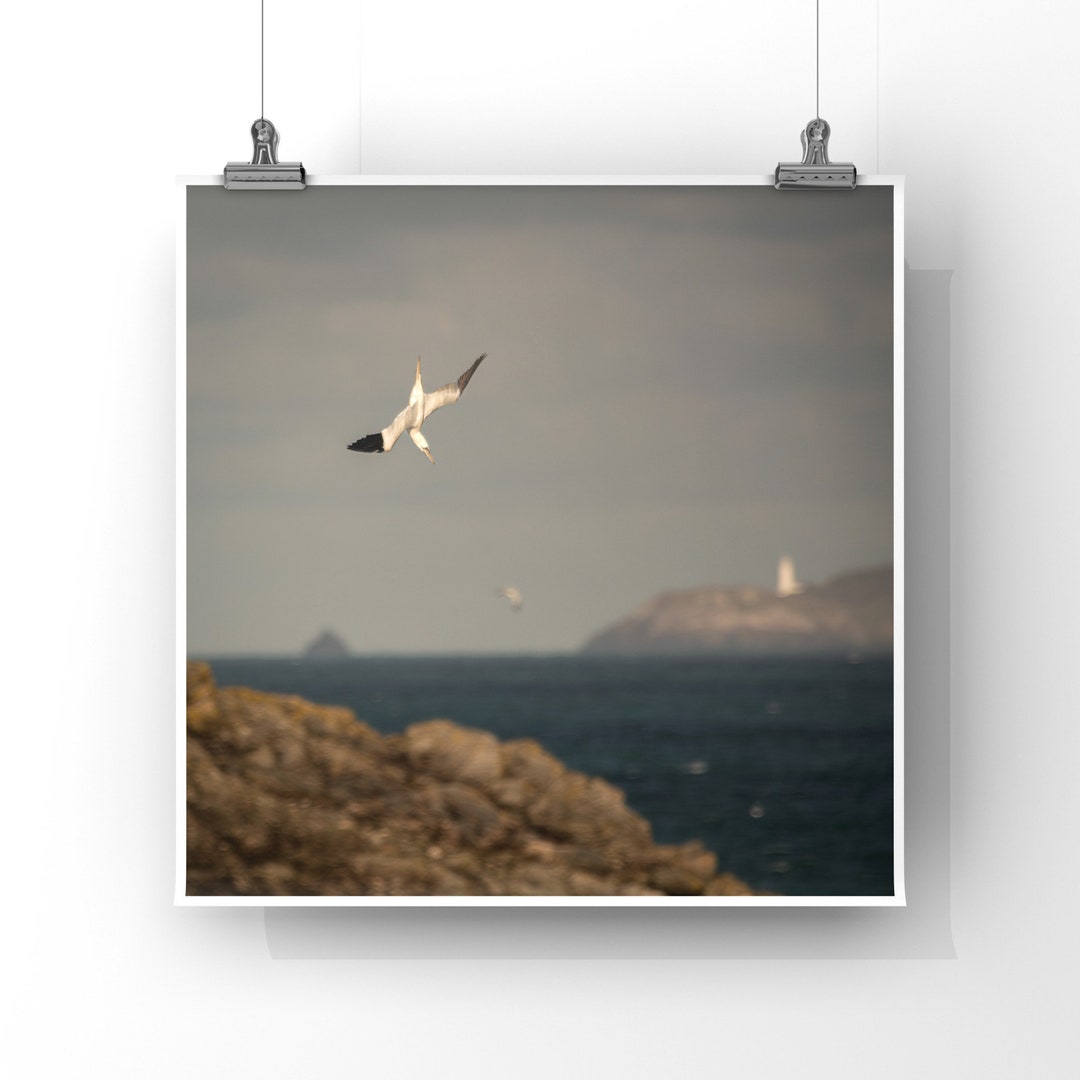 Diving Gannet in Front of Trevose Lighthouse Digital Download JPEG ...
