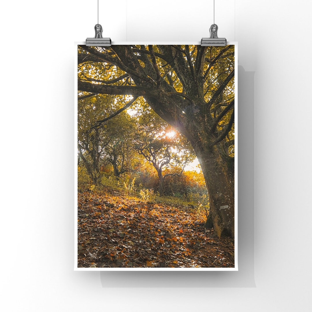 Autumn Sunlit Trees With Golden Leaves Digital Download JPEG 6000x4800 ...