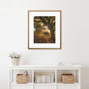 Autumn Sunlit Trees With Golden Leaves Digital Download JPEG 6000x4800 ...