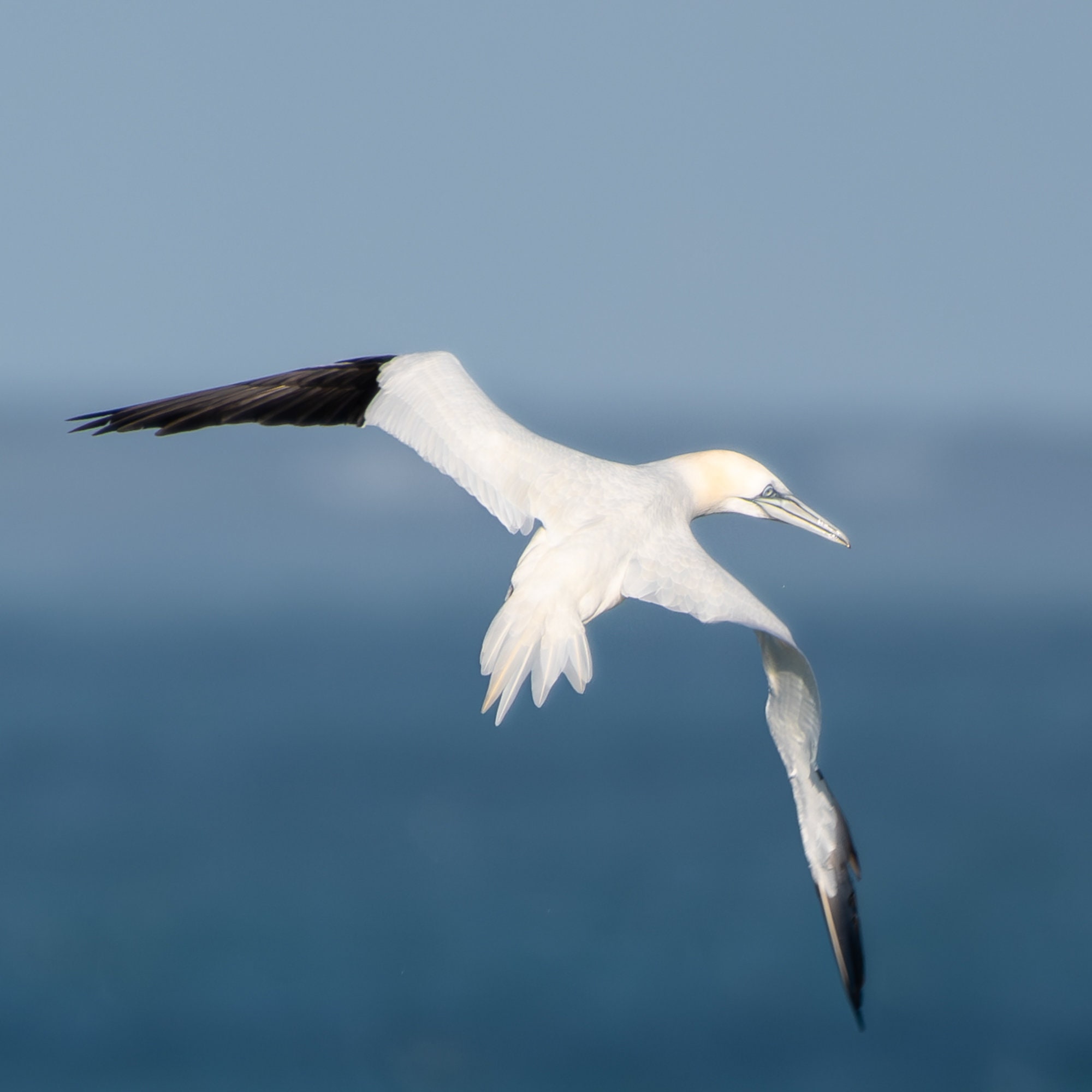 Gannet in Flight Digital Download JPEG Square 6000x6000 7.6MB File to ...