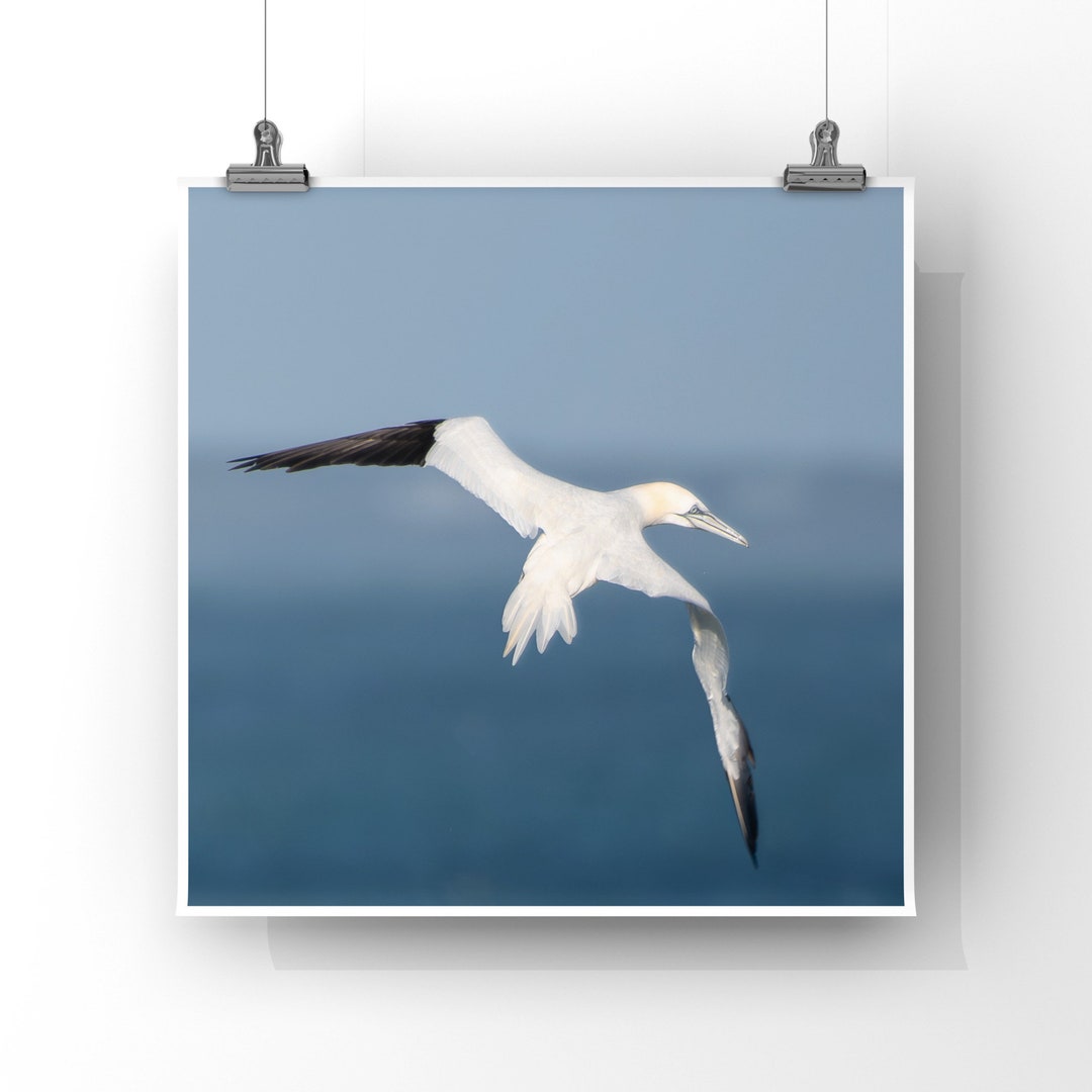 Gannet in Flight Print (digital Download) - Etsy