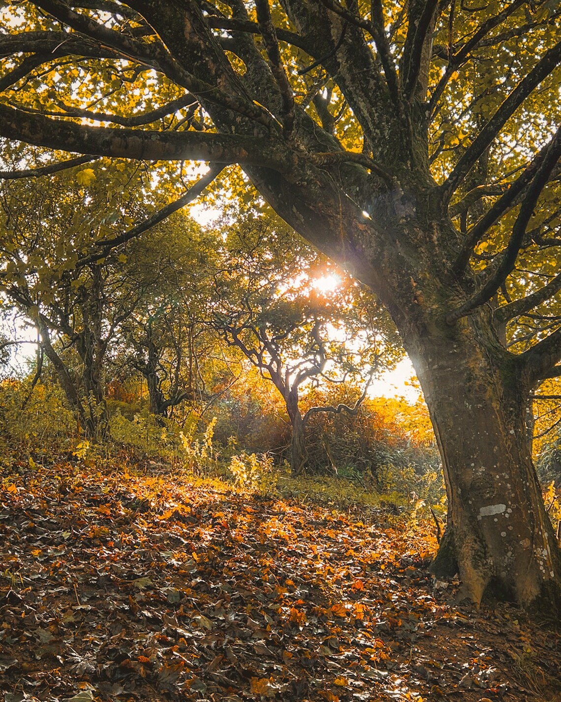 Autumn Sunlit Trees With Golden Leaves Digital Download JPEG 6000x4800 ...