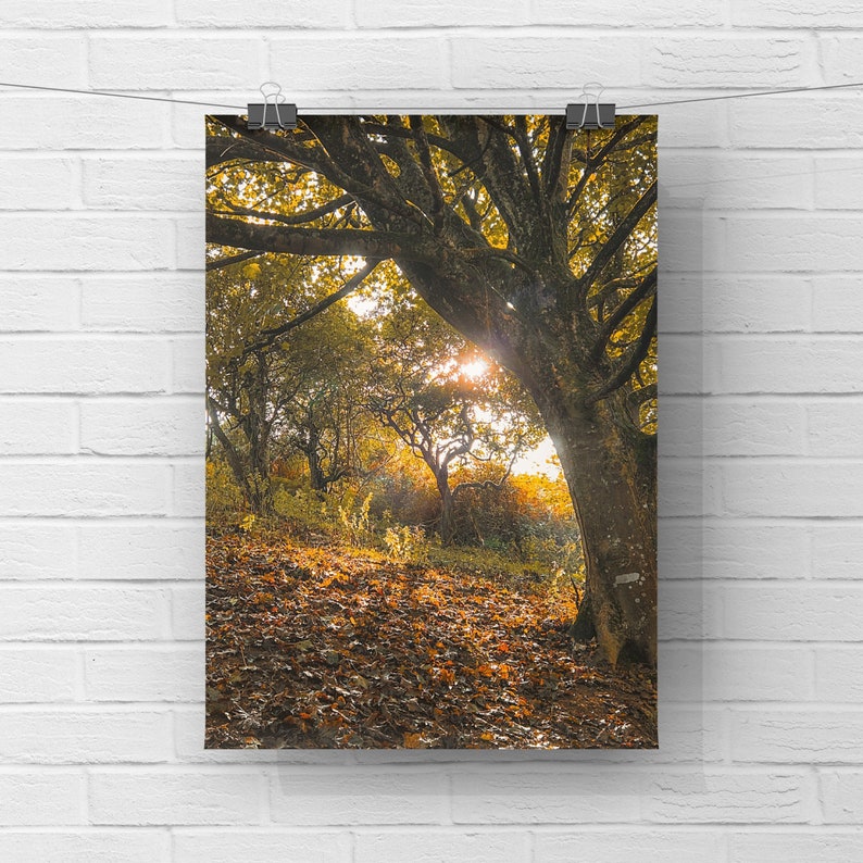 Autumn Sunlit Trees With Golden Leaves Digital Download JPEG 6000x4800 ...