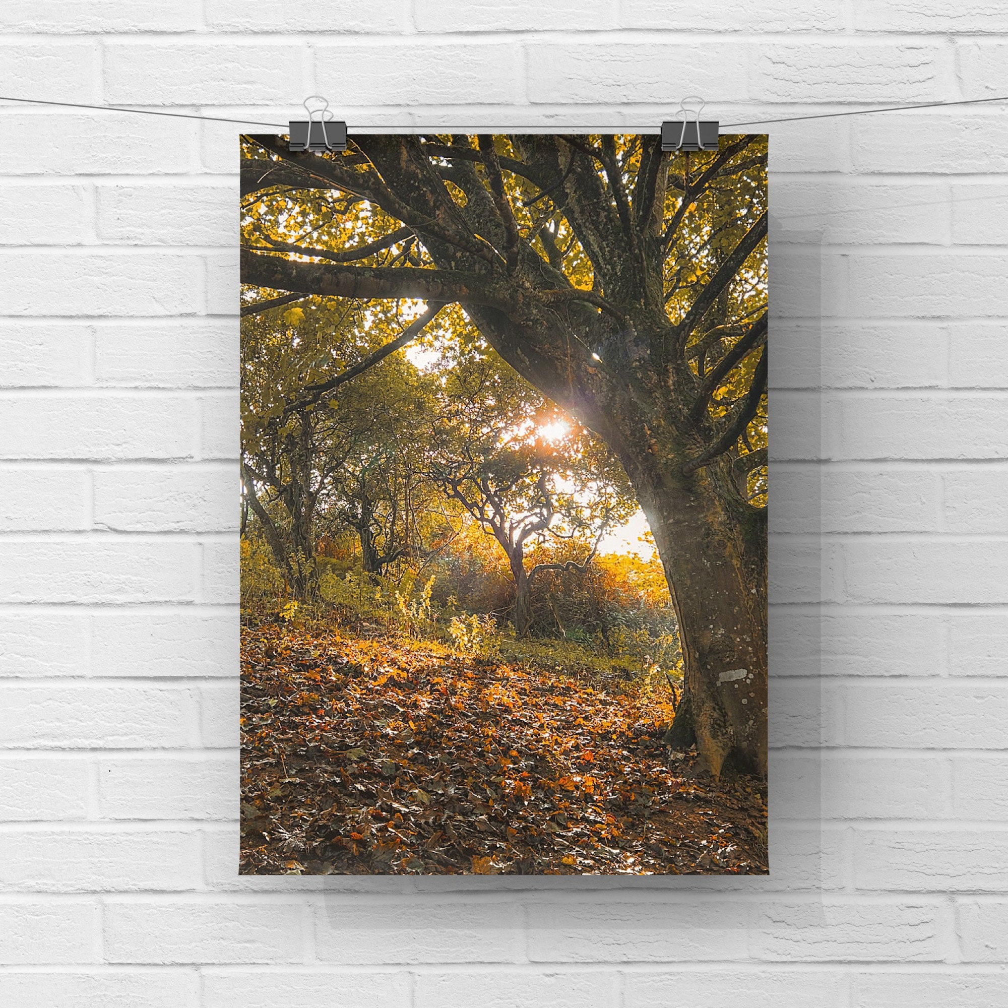 Autumn Sunlit Trees With Golden Leaves Digital Download JPEG 6000x4800 ...